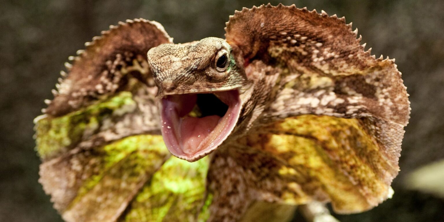 Frilled Lizard - Denver Zoo Conservation Alliance
