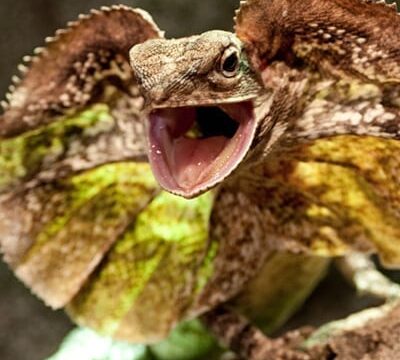 Frilled Lizard - Denver Zoo Conservation Alliance