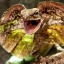 Frilled Lizard - Denver Zoo Conservation Alliance
