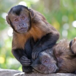 Hooded Capuchin - Denver Zoo Conservation Alliance