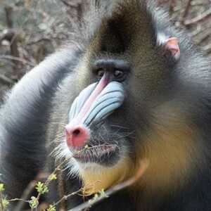 Mandrill - Denver Zoo Conservation Alliance