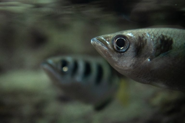 Archerfish - Denver Zoo Conservation Alliance
