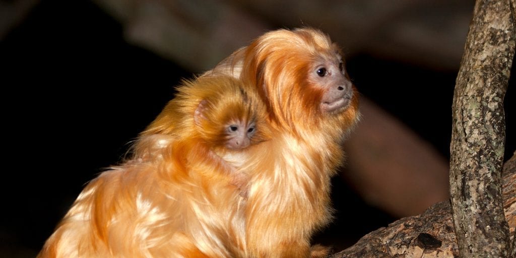 Golden Lion Tamarin - Denver Zoo Conservation Alliance