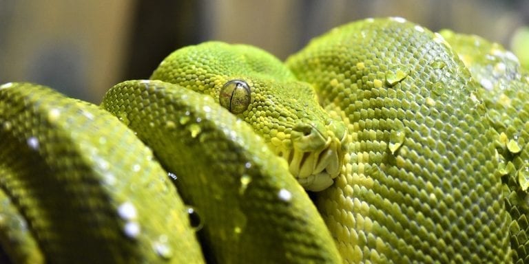 Green Tree Python - Denver Zoo Conservation Alliance