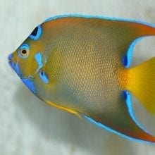 Queen Angelfish - Denver Zoo Conservation Alliance