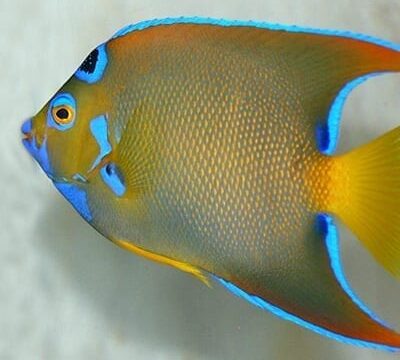 Queen Angelfish - Denver Zoo Conservation Alliance