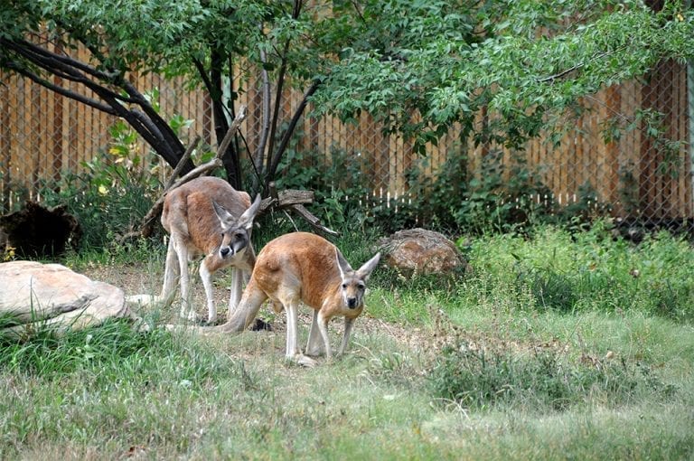 Red Kangaroo - Denver Zoo Conservation Alliance