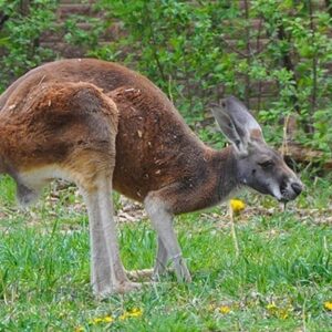 Red Kangaroo - Denver Zoo Conservation Alliance