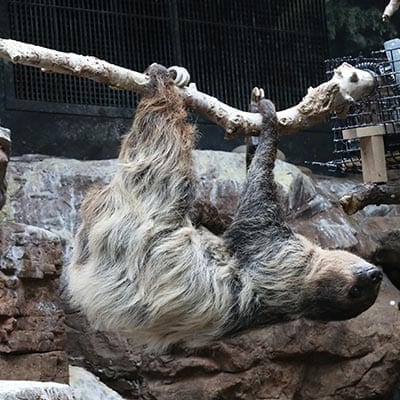 Linne's Two-toed Sloth - Denver Zoo