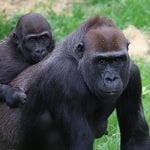 Western Lowland Gorilla - Denver Zoo Conservation Alliance