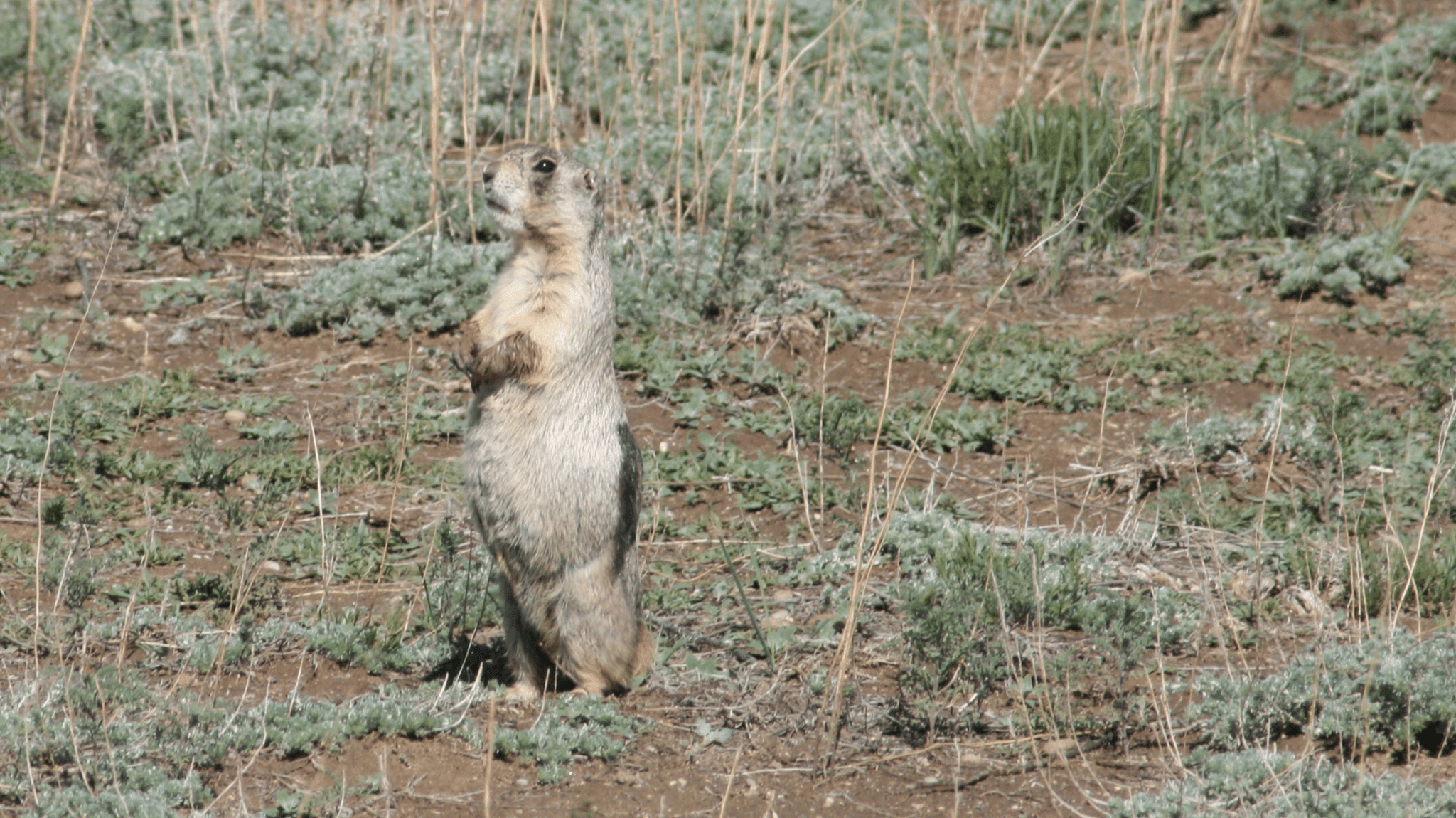 Cómo Podemos Proteger A Los Perros De La Pradera