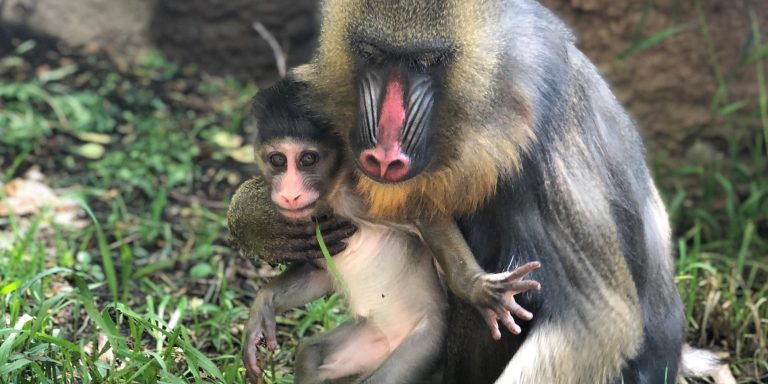 Mandrill - Denver Zoo Conservation Alliance