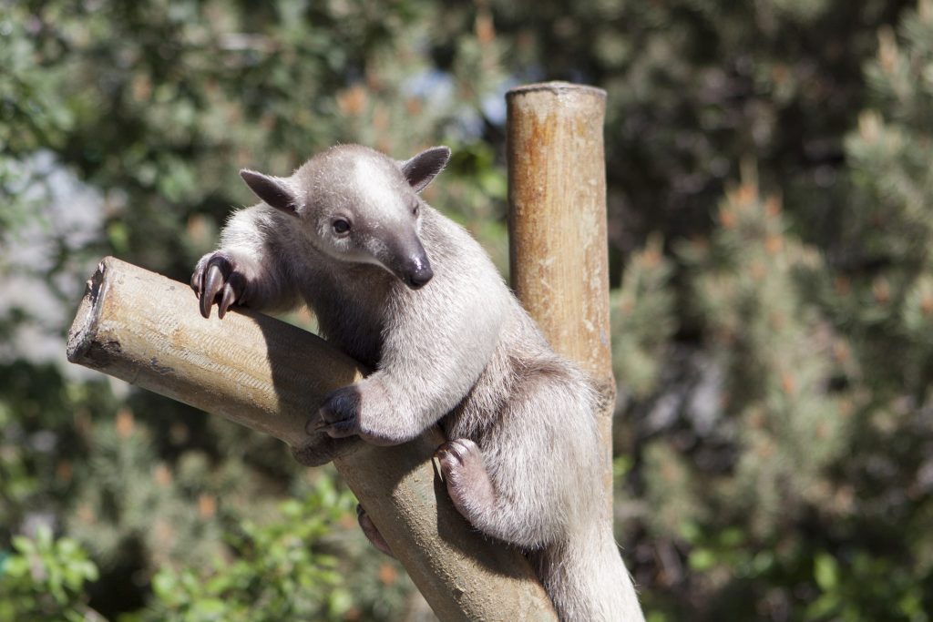 Southern Tamandua - Denver Zoo Conservation Alliance