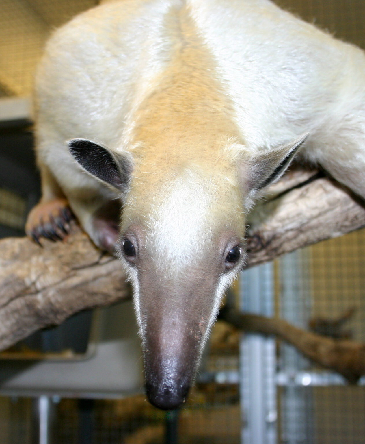 Animals at Denver Zoo Conservation Alliance