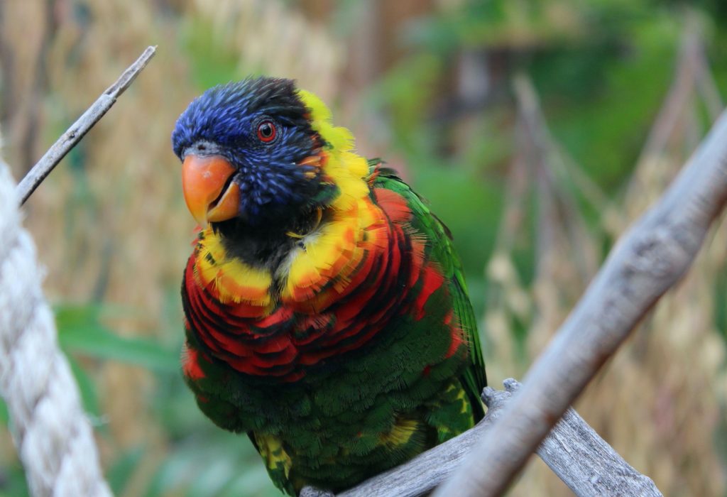 Lorikeet - Denver Zoo