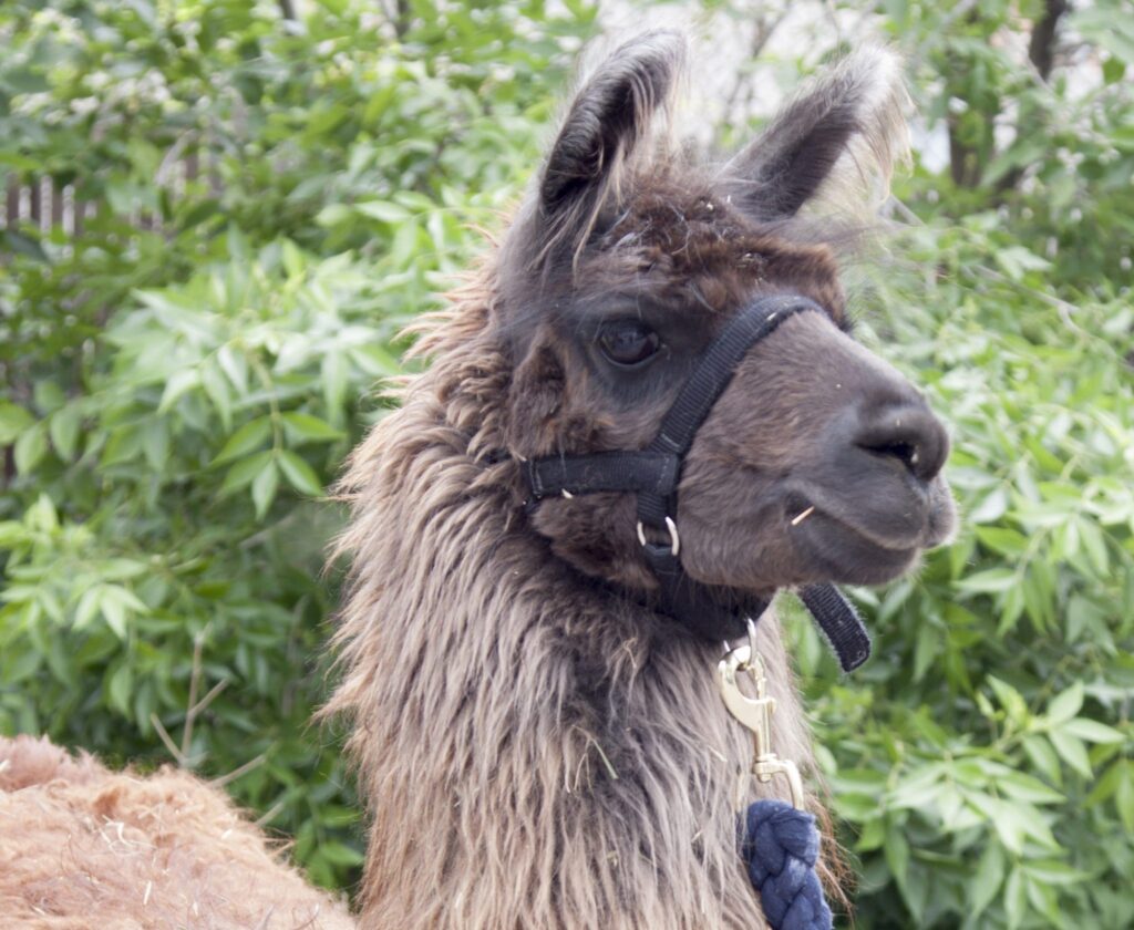 Llama - Denver Zoo Conservation Alliance