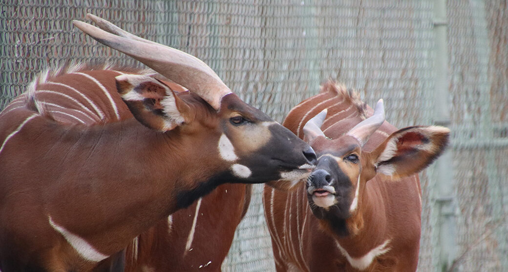 Eastern Bongo - Denver Zoo Conservation Alliance