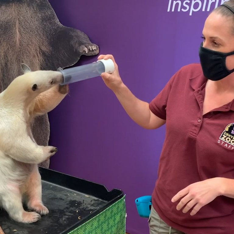 Virtual Classroom | Animal Academy - Denver Zoo