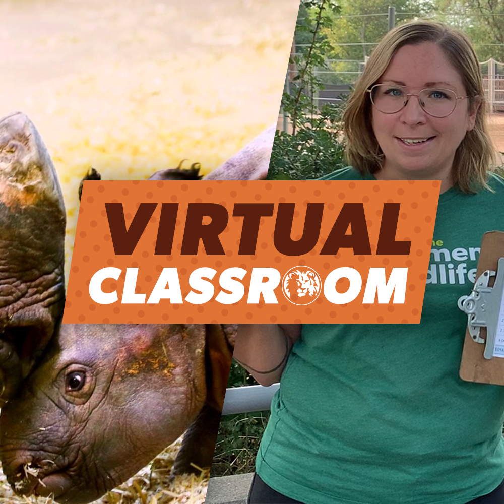 Virtual Classroom | Animal Ethograms - Denver Zoo Conservation Alliance