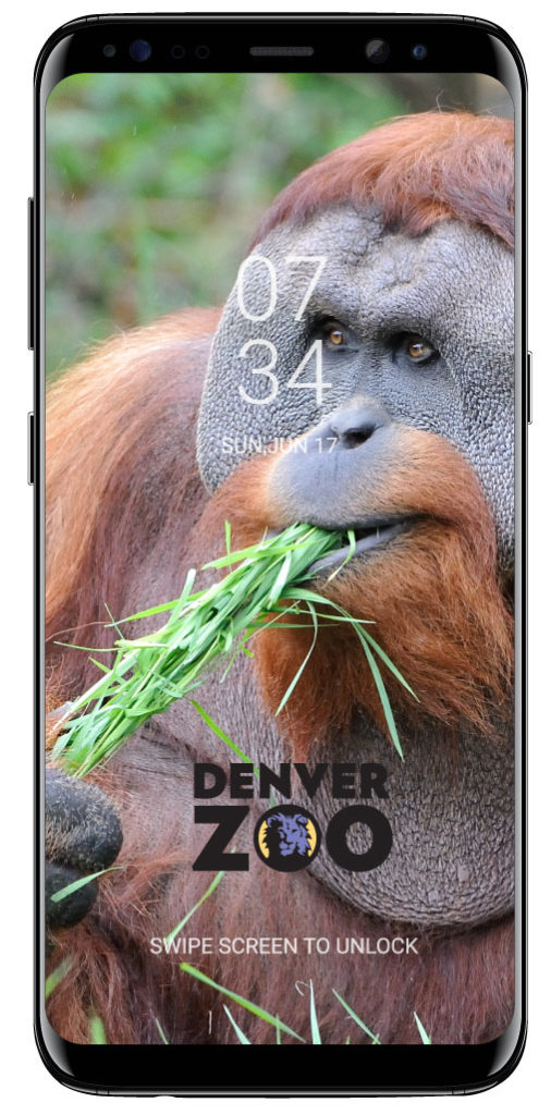 Digital Wallpaper - Denver Zoo
