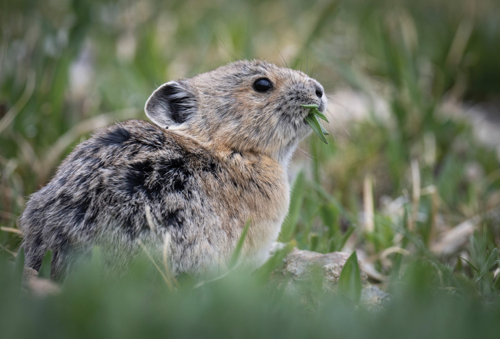 Community Science - Denver Zoo