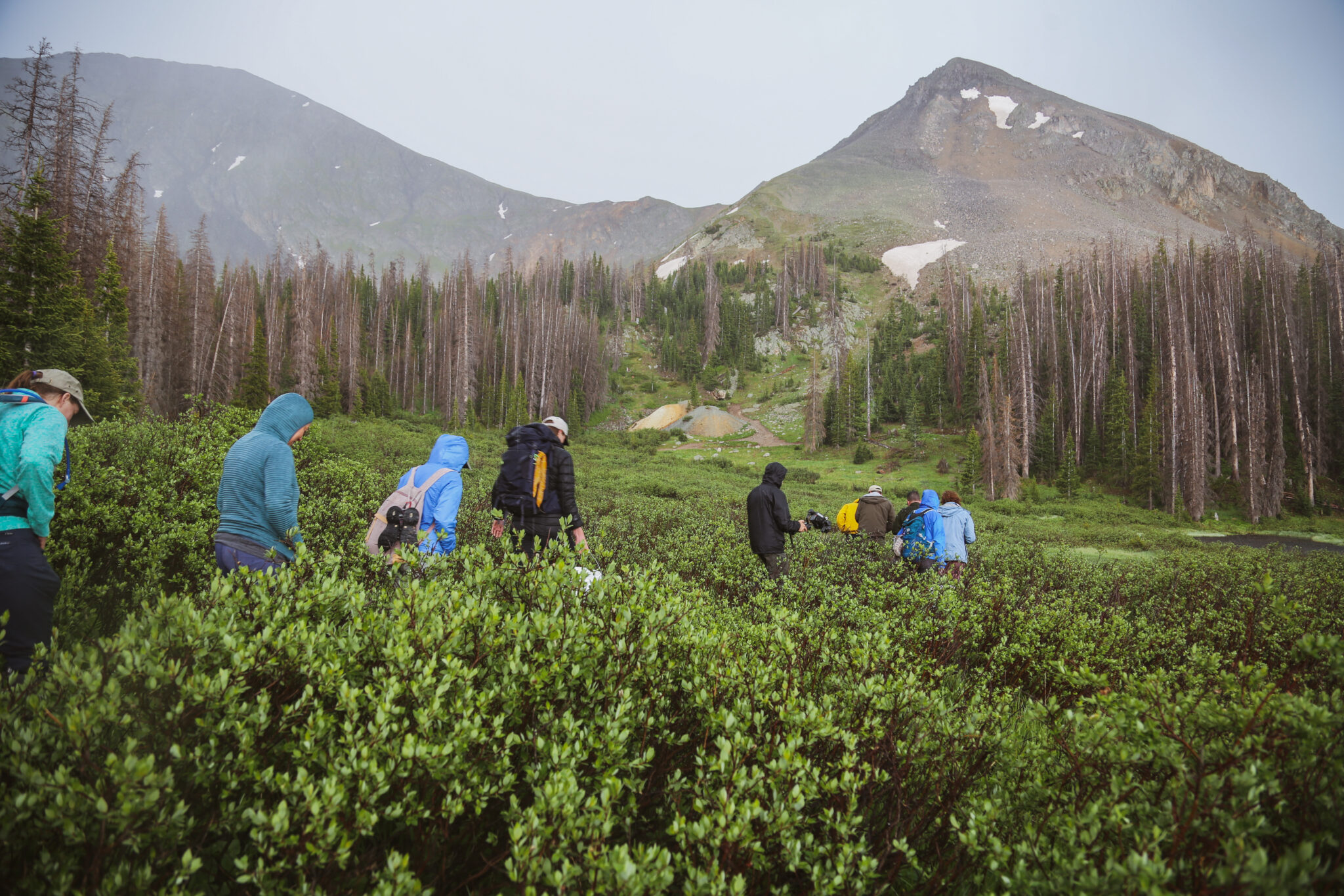 Denver Zoo, CPW Release Endangered Toads - Denver Zoo
