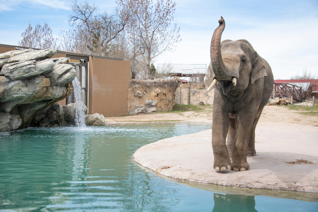 Public Hours Events - Denver Zoo Conservation Alliance