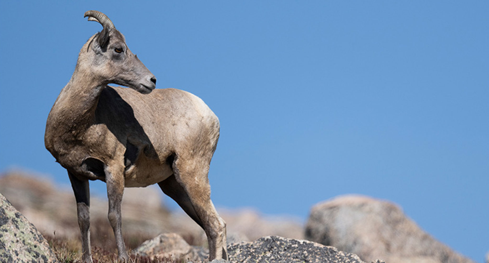 Ancient Lands, New Ground - Denver Zoo Conservation Alliance