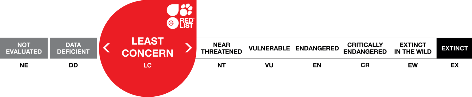 Red Kangaroo - Denver Zoo Conservation Alliance