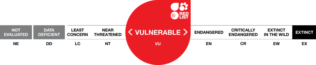 Alligator Snapping Turtle - Denver Zoo Conservation Alliance