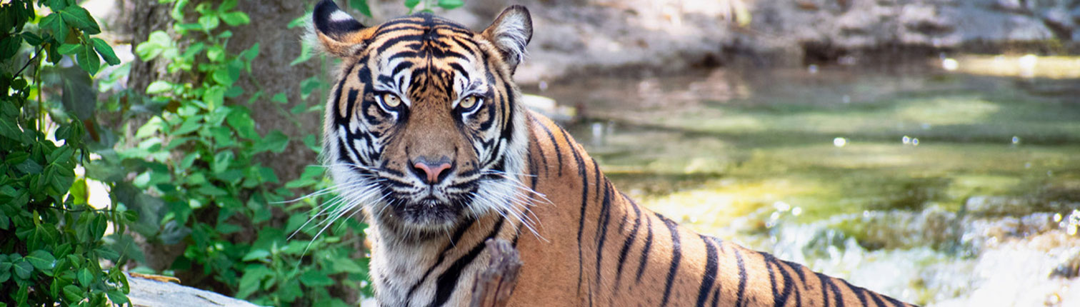 The EDGE - Denver Zoo Conservation Alliance