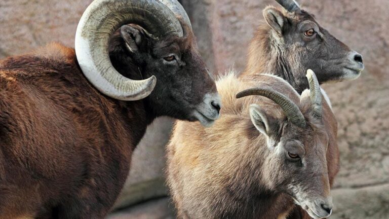 Colorado - Denver Zoo Conservation Alliance