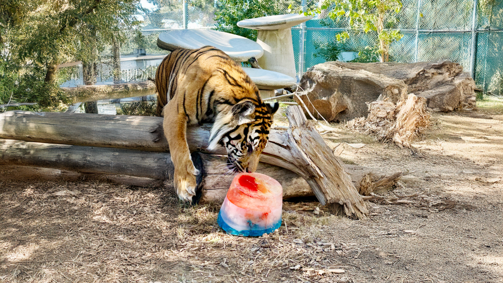 How Denver Zoo Conservation Alliance Helps Keeps our Animals Cool ...