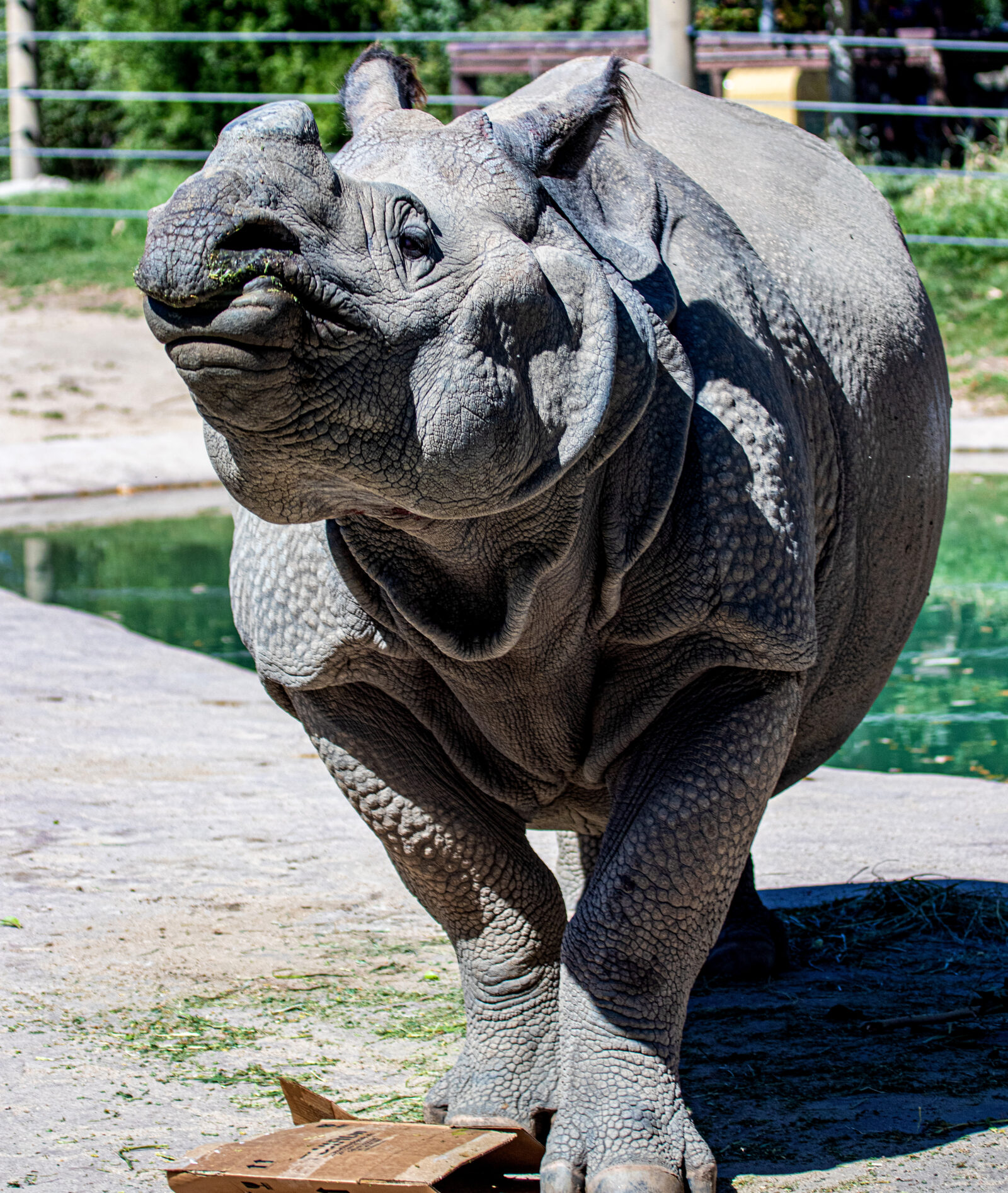 Rallying for Rhinos: The Power of Global Conservation Alliances ...