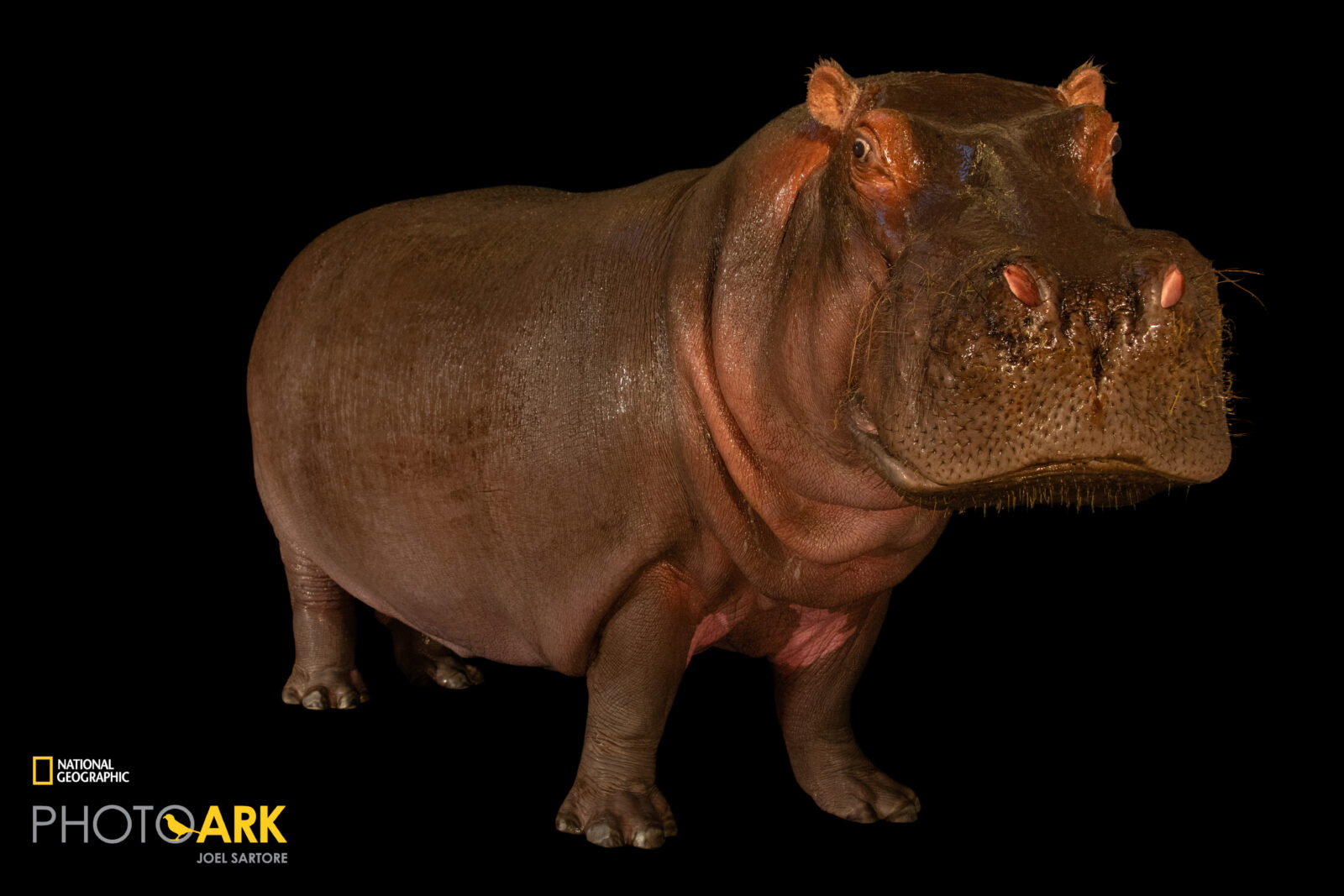 Mahali's Close Up - Denver Zoo Conservation Alliance