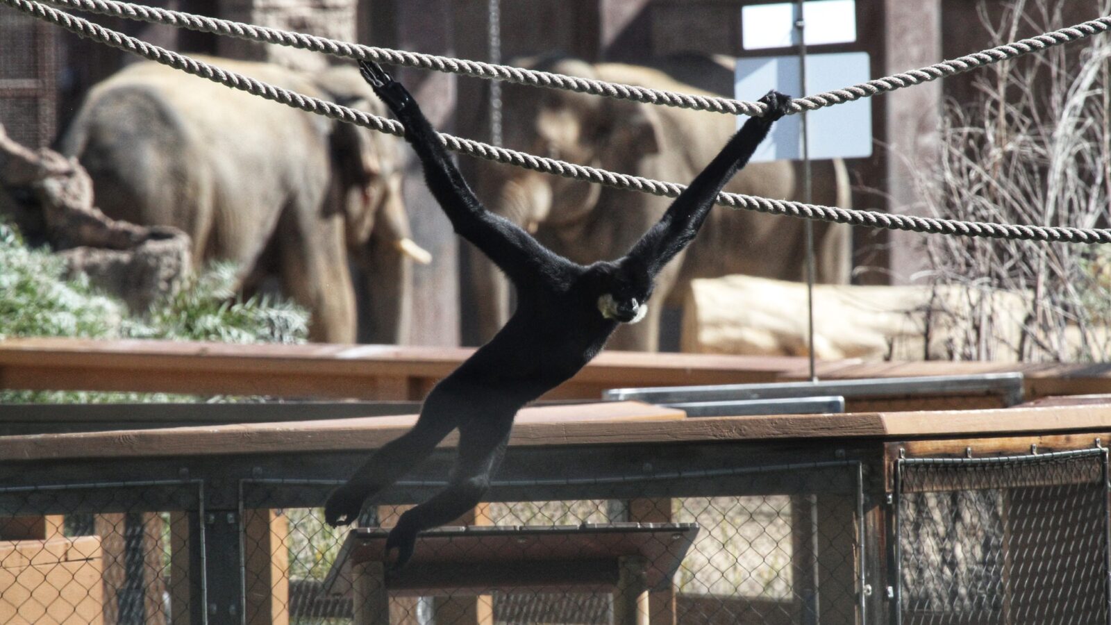 Corporate Giving - Denver Zoo Conservation Alliance