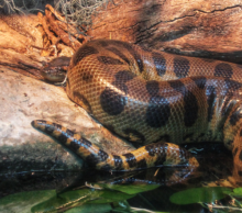 Denver Zoo Conservation Alliance | Saving Wildlife Together