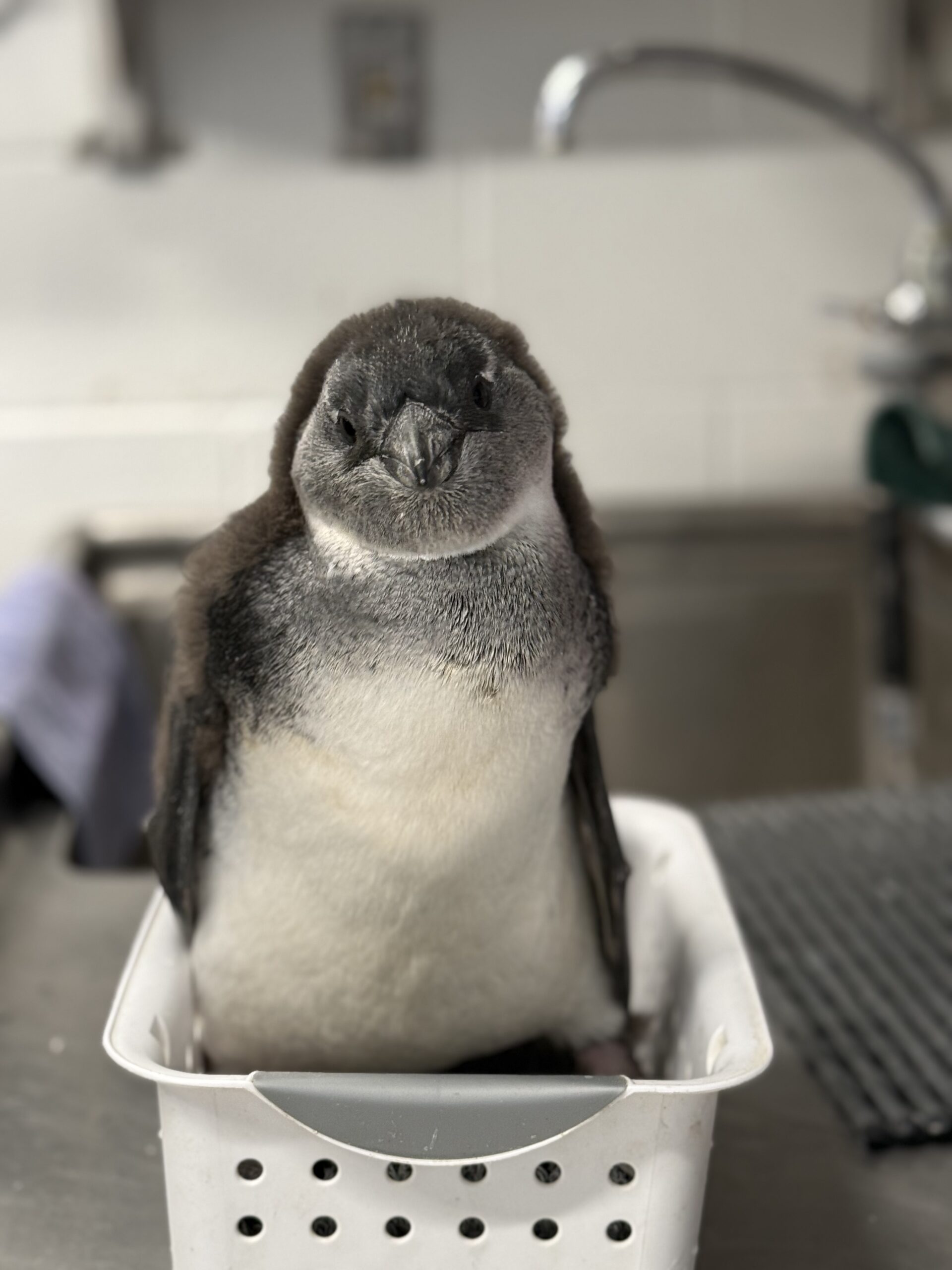 An Adorable Win for African Penguins - Denver Zoo Conservation Alliance