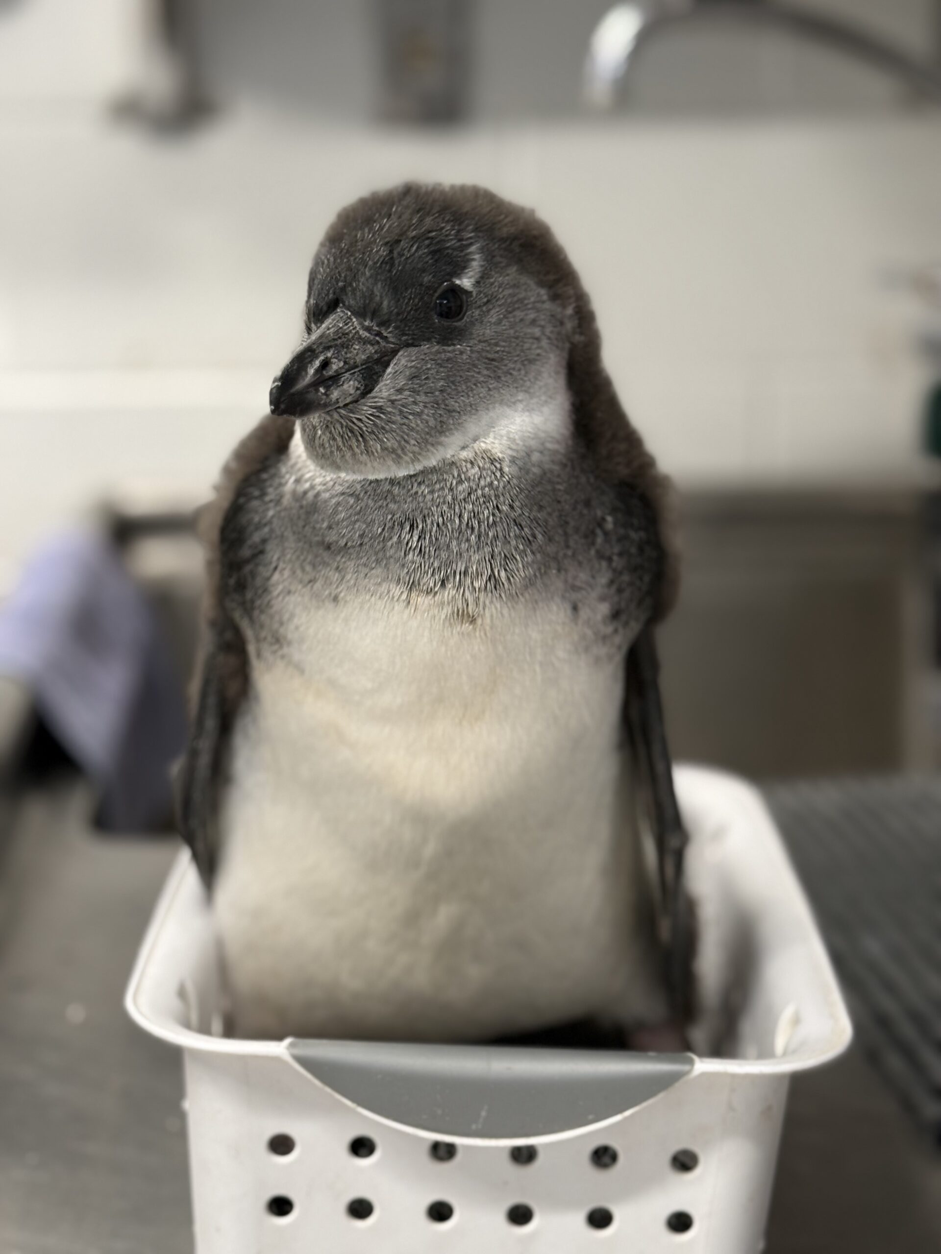 An Adorable Win for African Penguins - Denver Zoo Conservation Alliance
