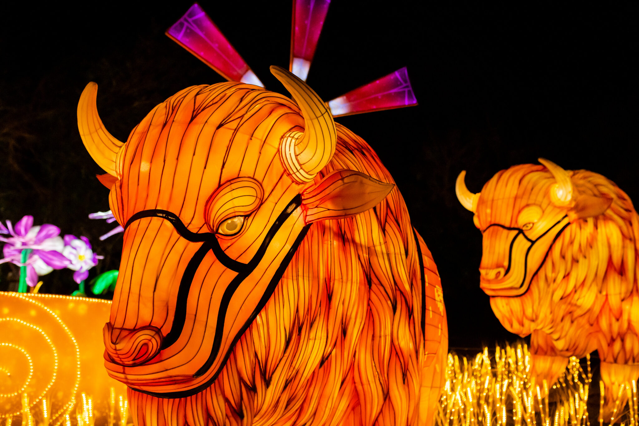 Glowing Wild - Denver Zoo Conservation Alliance