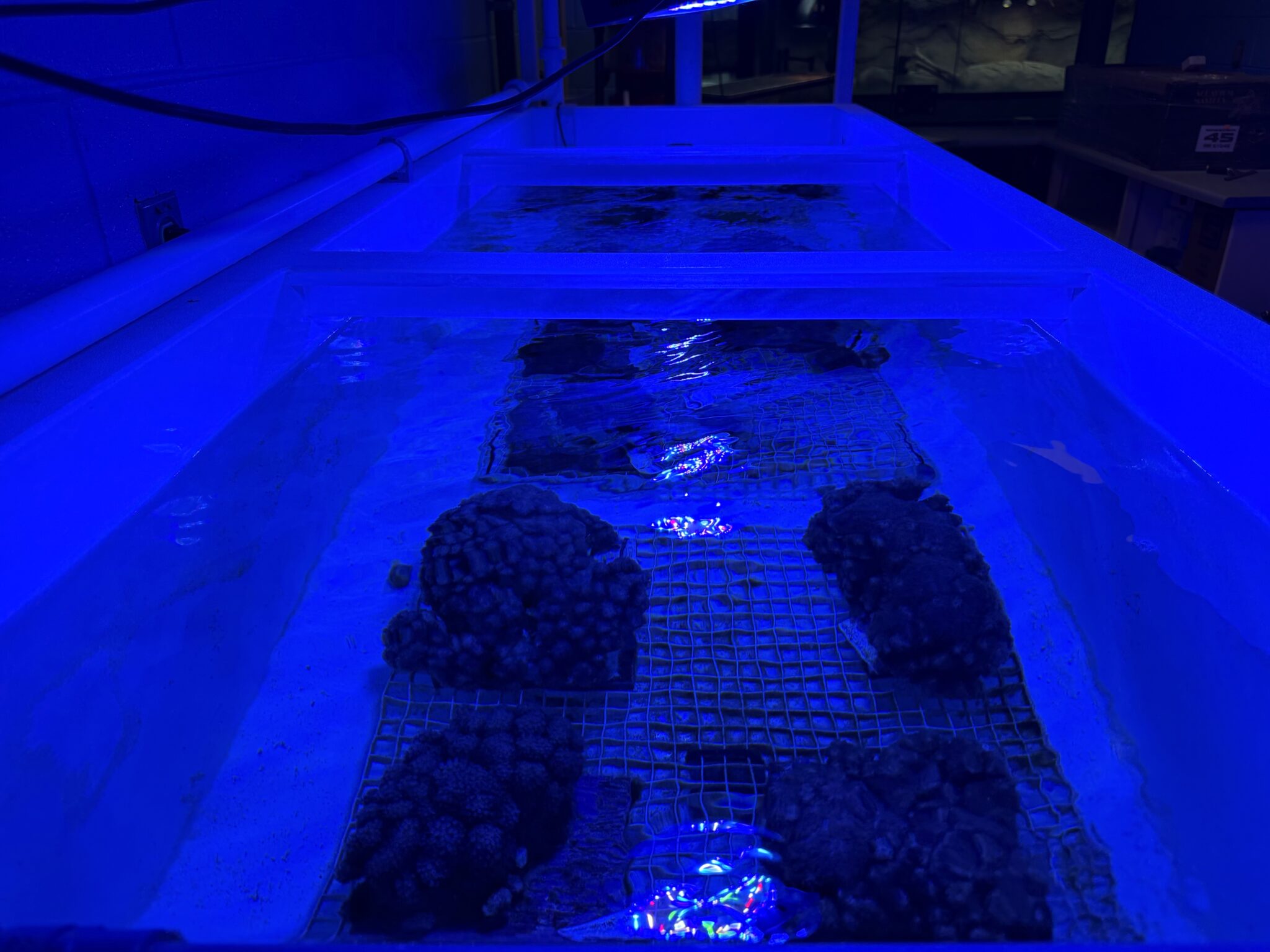 DZCA Joins the Florida Reef Tract Rescue Project - Denver Zoo ...