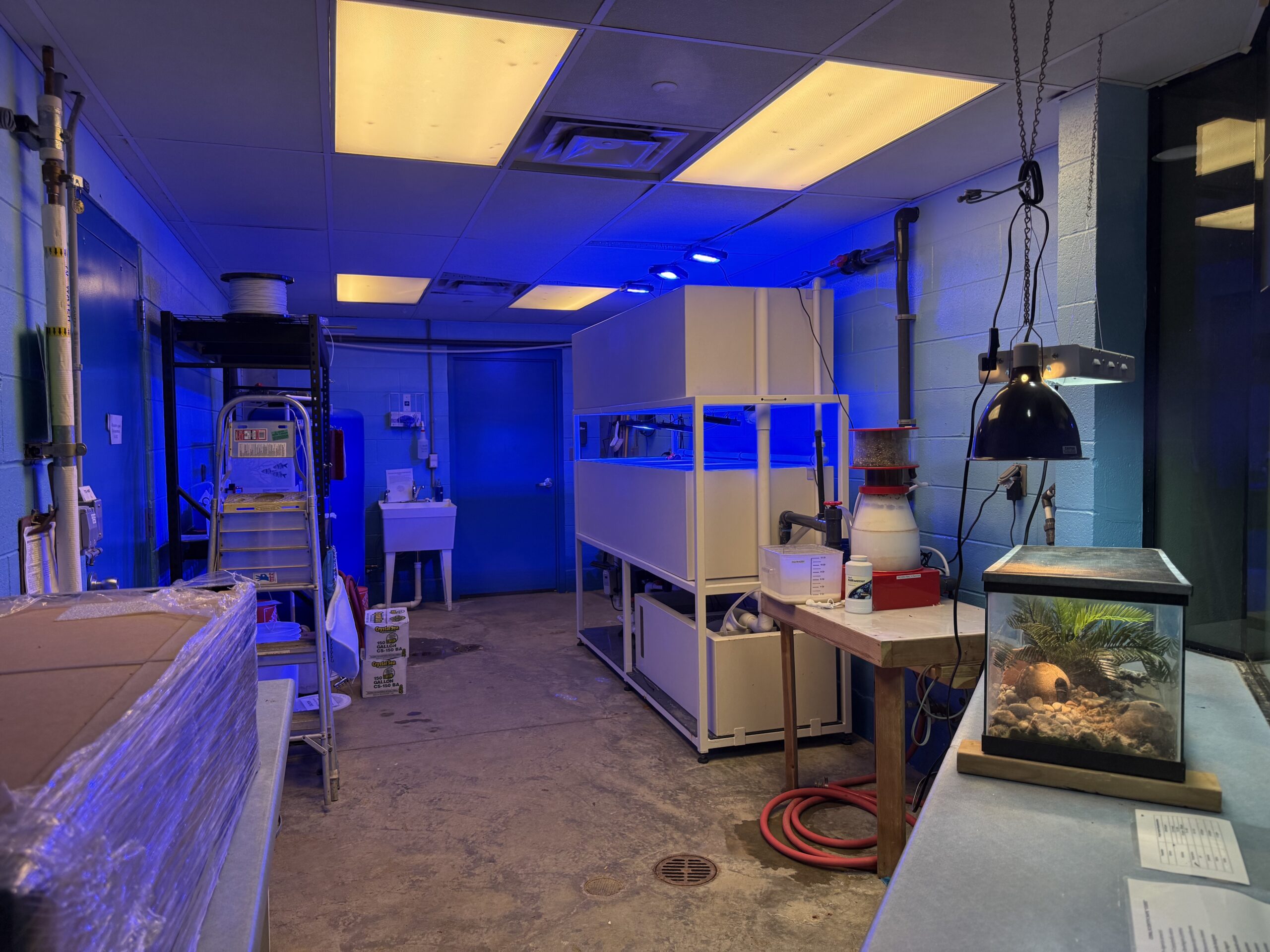 DZCA Joins the Florida Reef Tract Rescue Project - Denver Zoo ...