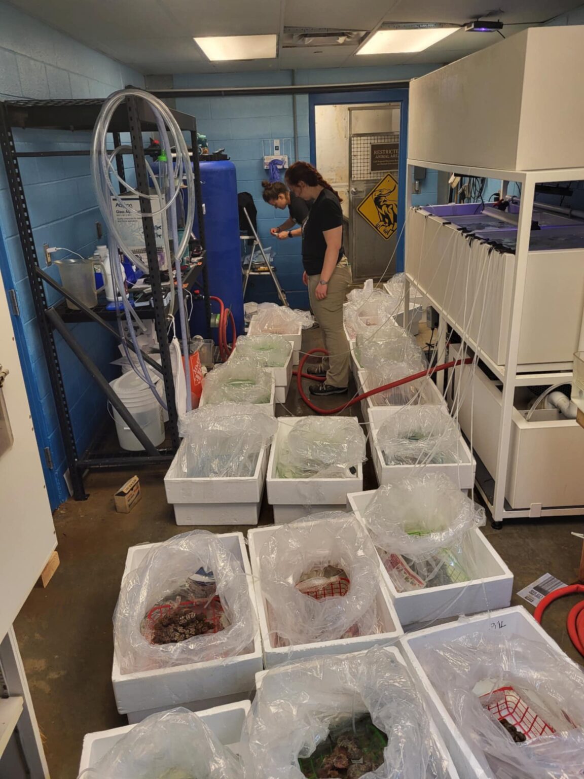 DZCA Joins the Florida Reef Tract Rescue Project - Denver Zoo ...