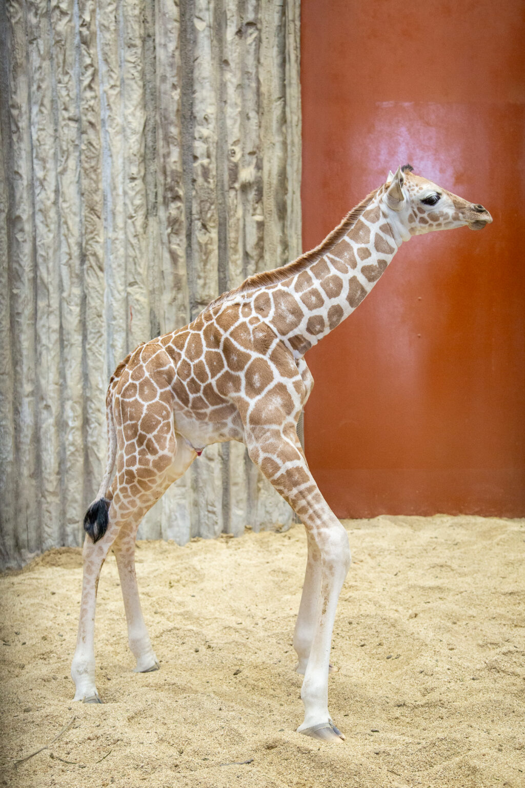 BABY BULLETIN: BB’s Baby Is Here! - Denver Zoo Conservation Alliance