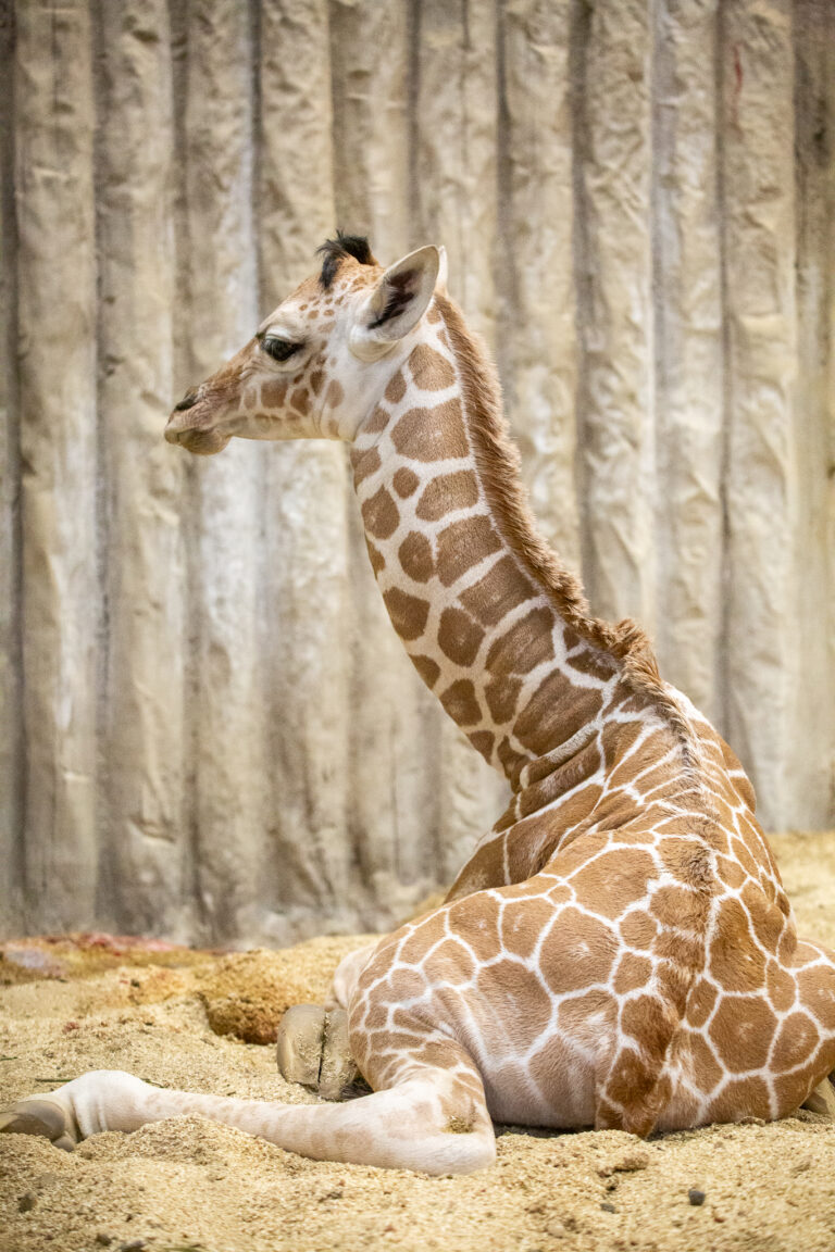 BABY BULLETIN: BB’s Baby Is Here! - Denver Zoo Conservation Alliance