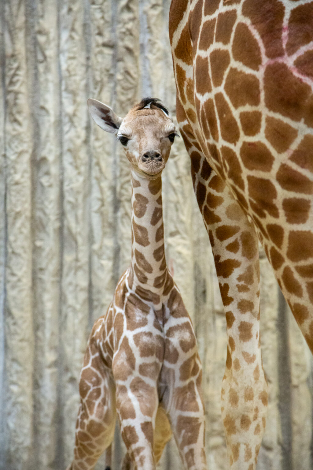 BABY BULLETIN: BB’s Baby Is Here! - Denver Zoo Conservation Alliance