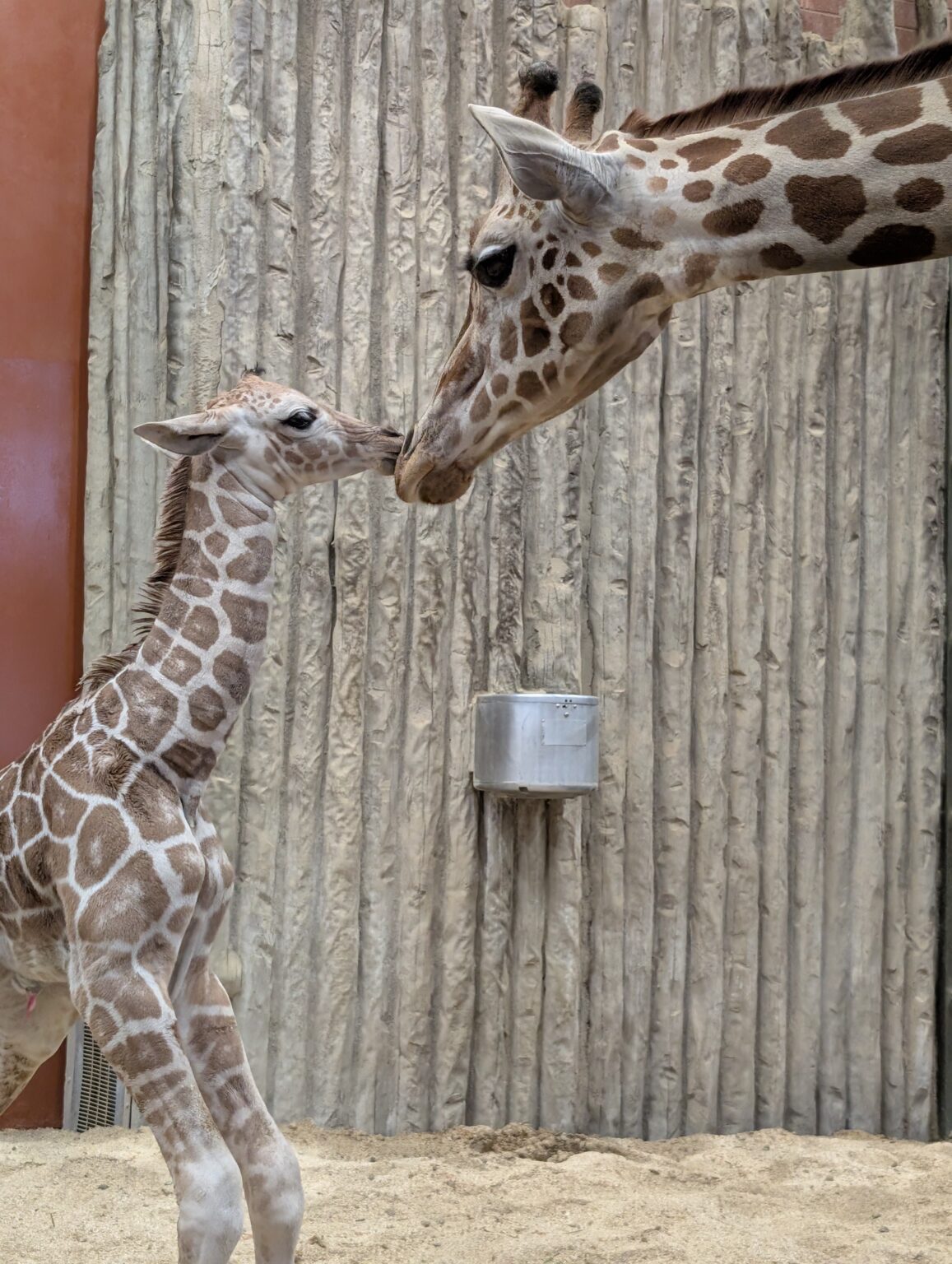 BABY BULLETIN: BB’s Baby Is Here! - Denver Zoo Conservation Alliance