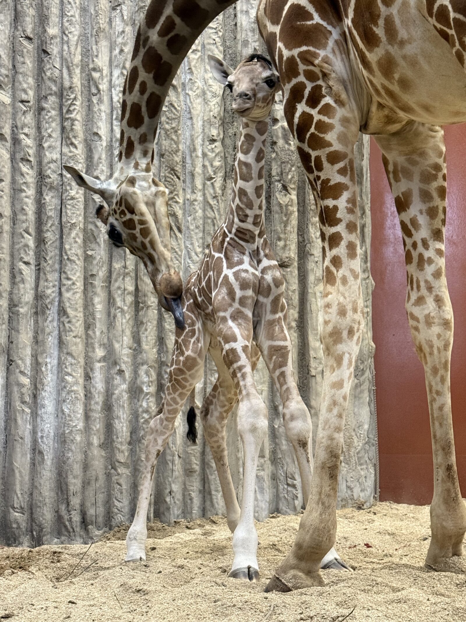 BABY BULLETIN: BB’s Baby Is Here! - Denver Zoo Conservation Alliance
