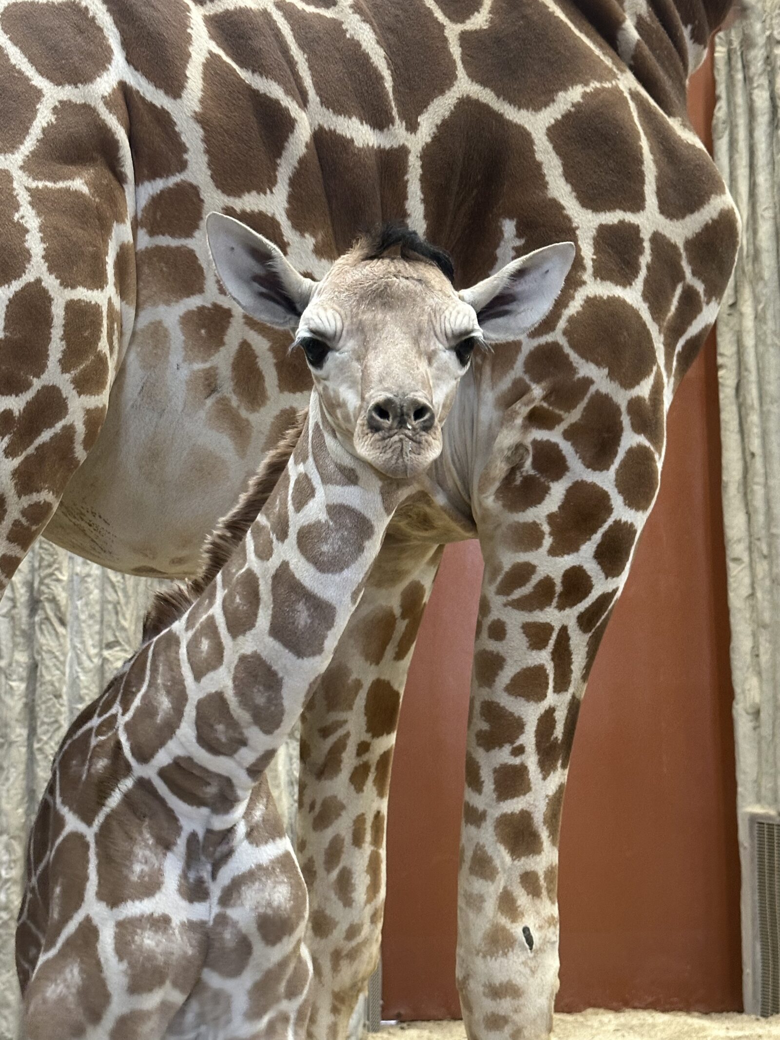 BABY BULLETIN: BB’s Baby Is Here! - Denver Zoo Conservation Alliance
