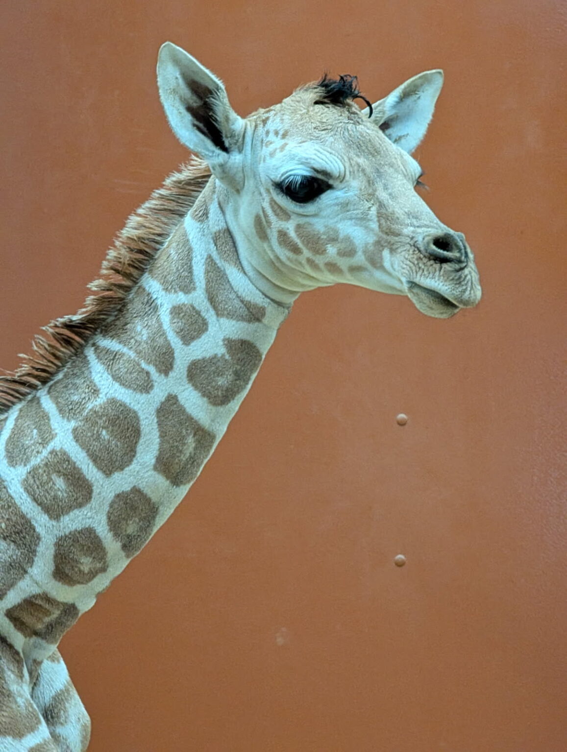 BABY BULLETIN: BB’s Baby Is Here! - Denver Zoo Conservation Alliance